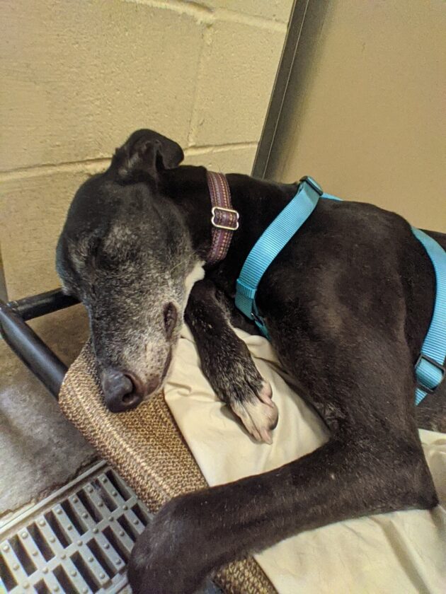 Midnight’s Miracle: A small army of dog lovers united to capture a frightened greyhound who had ...